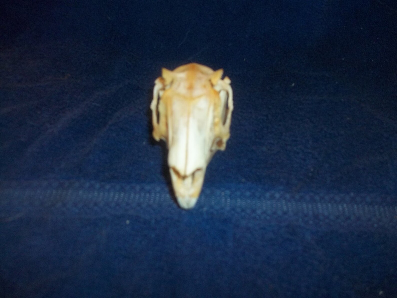 1 Jack rabbit skull real animal bone skeleton part teeth | Etsy