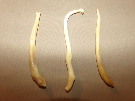 3 Real animal coon broke bone organ taxidermy weird craft | Etsy