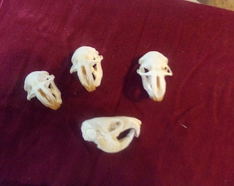 Pocket Gopher | Etsy