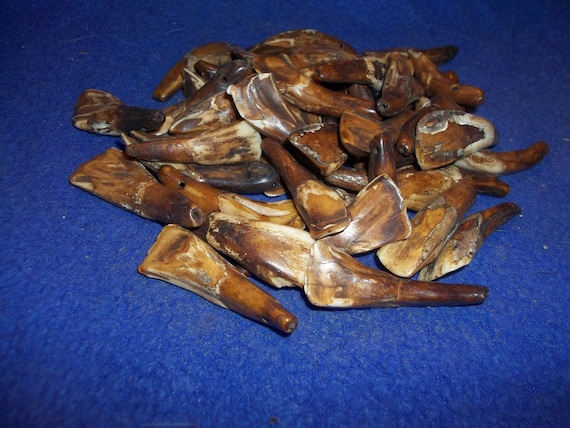 25 real animal bone buffalo teeth head skull pendant taxidermy | Etsy