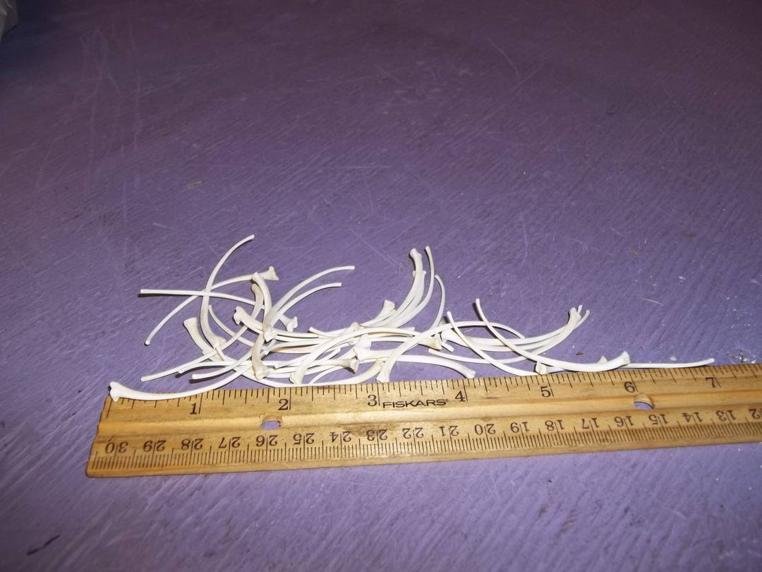 10 Real Animal Bone Florida Python Snake Rib Taxidermy Skeleton Part - Etsy