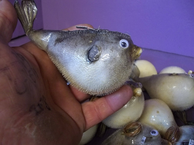 2 Parrot Puffer Blow Fish Real Animal Taxidermy Part Marine | Etsy
