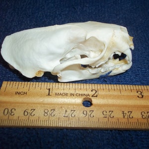 Real Animal Bone Mink Skull Part Man Cave Weird Teeth Jaws Skeleton ...