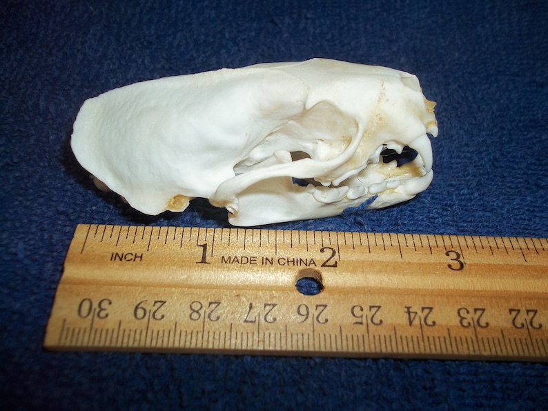Real Animal Bone Mink Skull Part Man Cave Weird Teeth Jaws Skeleton ...
