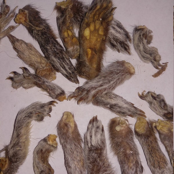 Squirrel Feet - Etsy