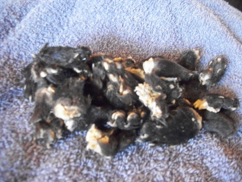 10 Black Mink Feet Real Animal Bone Taxidermy Weird Craft Parts Claws ...