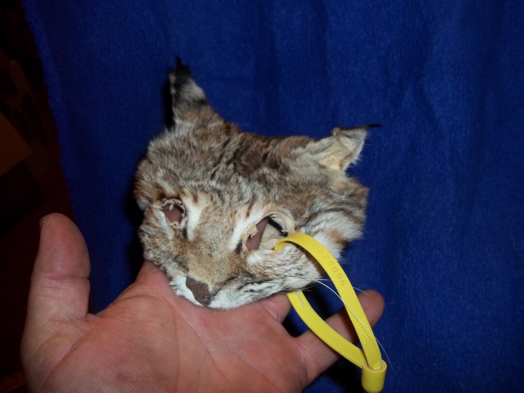 Real Animal Tanned Bobcat Face Skin Hide Part - Etsy