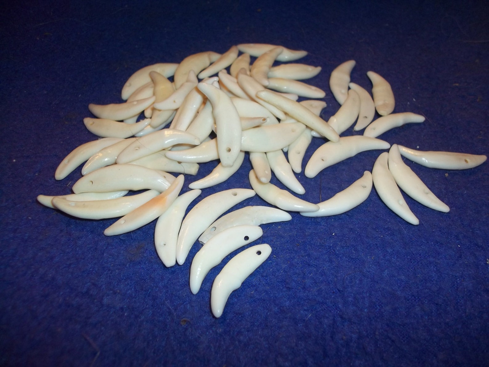 25 Drilled Real Animal Bone Coyote K-9 Fang Teeth Taxedermy | Etsy