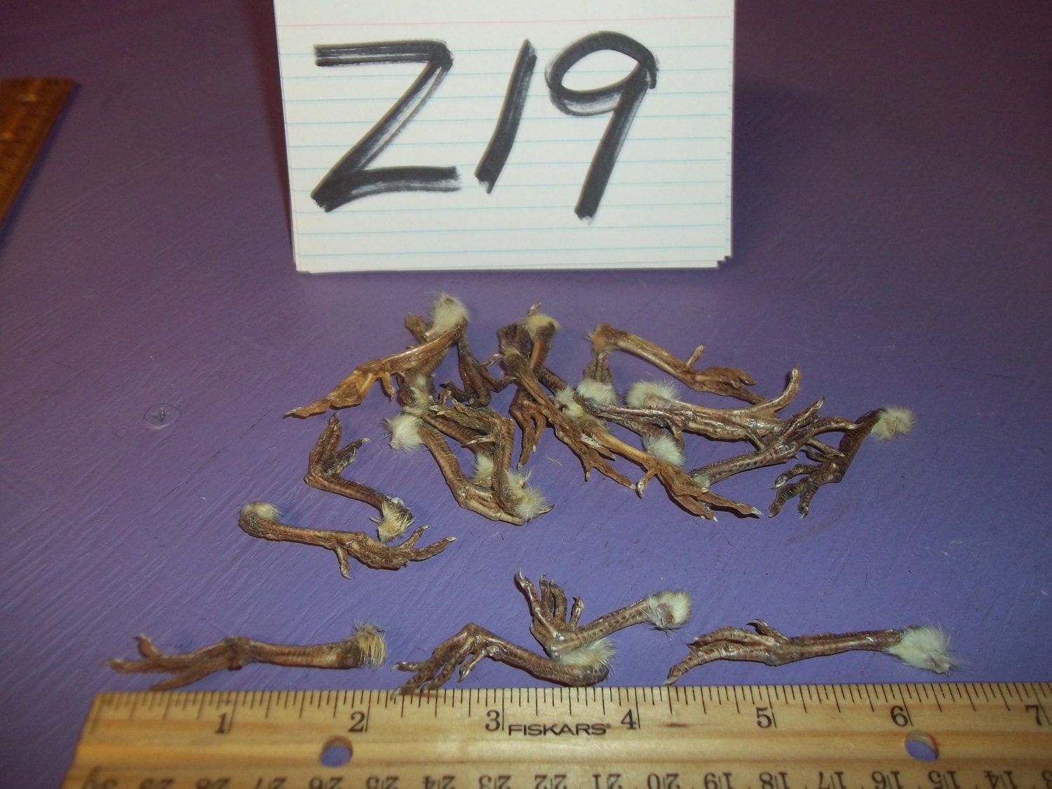5 Real Pigeon Feet Animal Bird Fowl Game Feather Toes Claws Bones ...