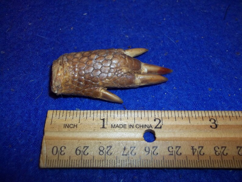 Armadillo Real Animal Taxidermy Foot Part - Etsy