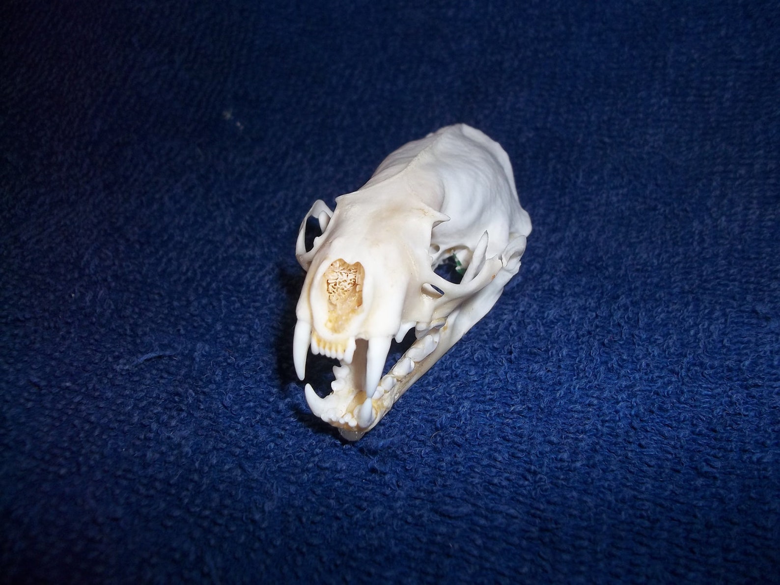 Real Animal Bone Mink Skull Part Man Cave Weird Teeth Jaws - Etsy