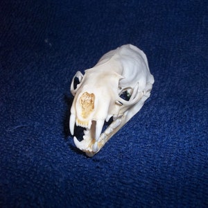 Real Animal Bone Mink Skull Part Man Cave Weird Teeth Jaws Skeleton ...