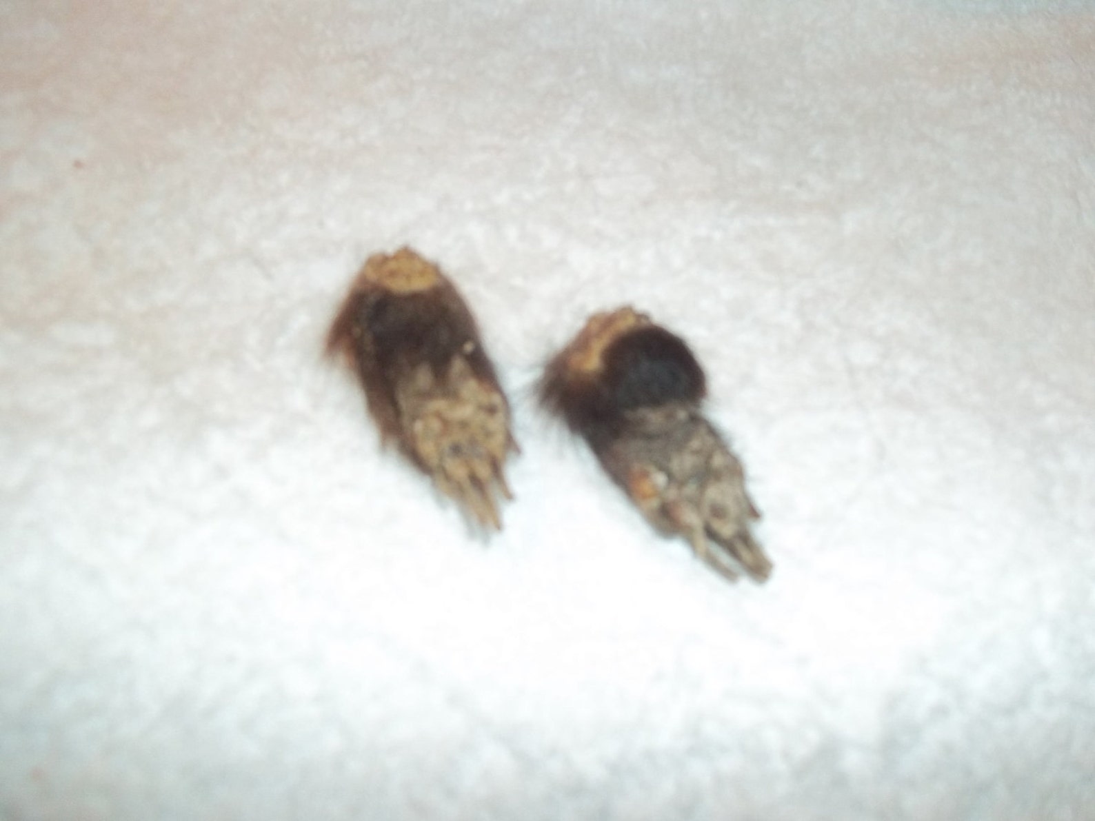 2 Skunk Feet Real Animal Bone Parts Weird Taxidermy Foot Craft - Etsy