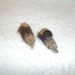 2 Skunk Feet Real Animal Bone Parts Weird Taxidermy Foot Craft Supplies ...