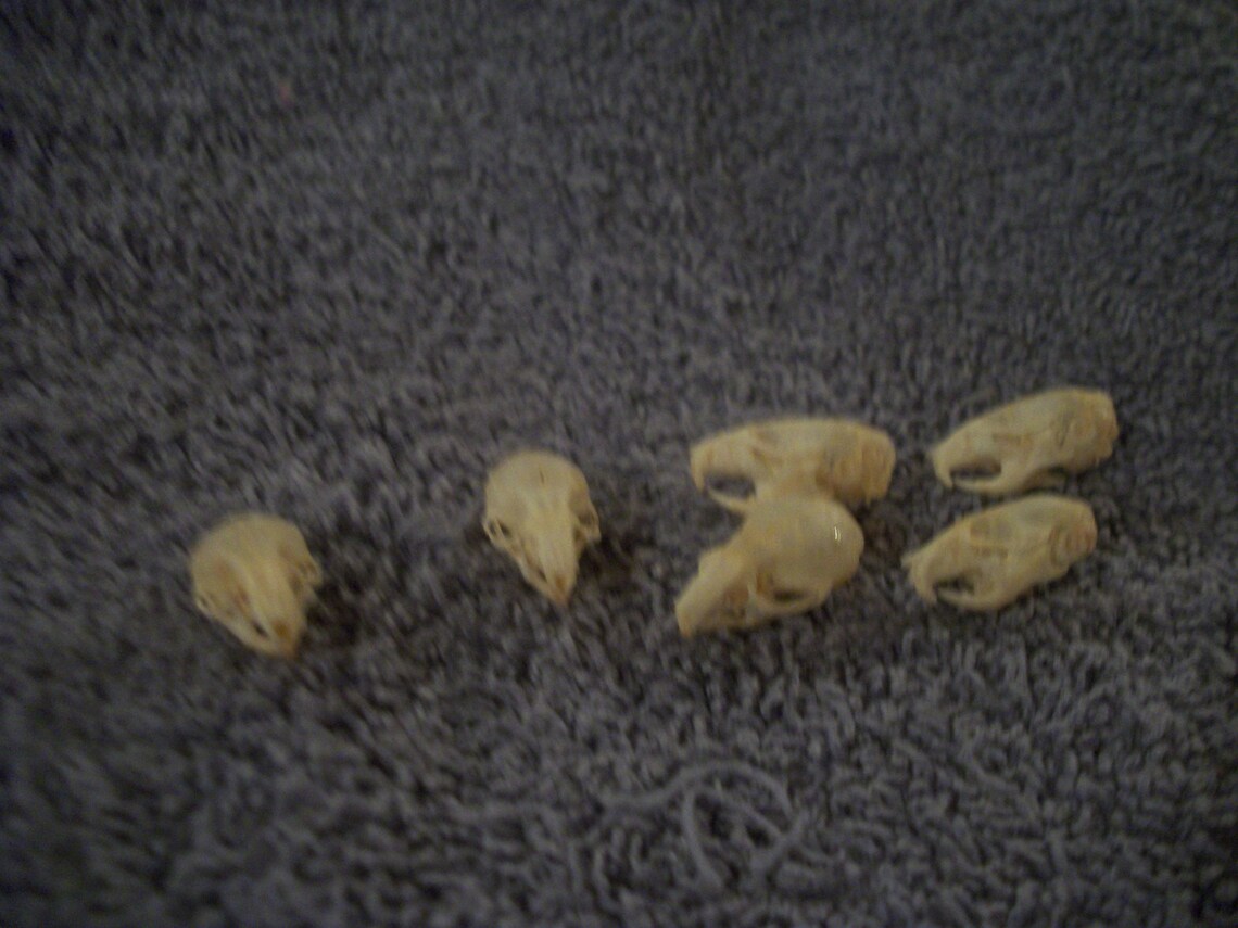 1 Real Animal Bone Rodent Mouse Skull Head Bone Taxidermy Art - Etsy
