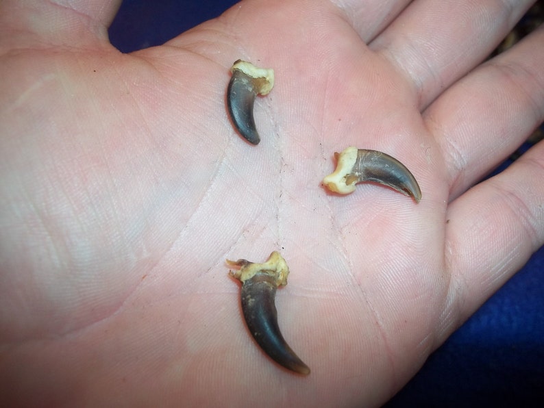 25 Real Coyote Claws Foot Animal Bone Taxidermy Body Parts - Etsy