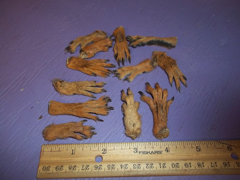 2 Red Fox Squirrel Feet Real Animal Bone Taxidermy Weird Craft - Etsy