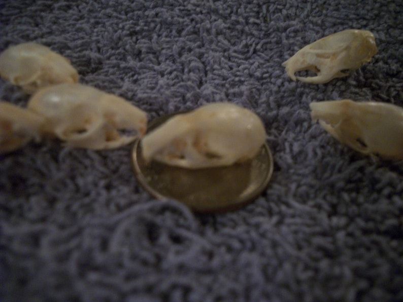 1 Real Animal Bone Rodent Mouse Skull Head Bone Taxidermy Art | Etsy