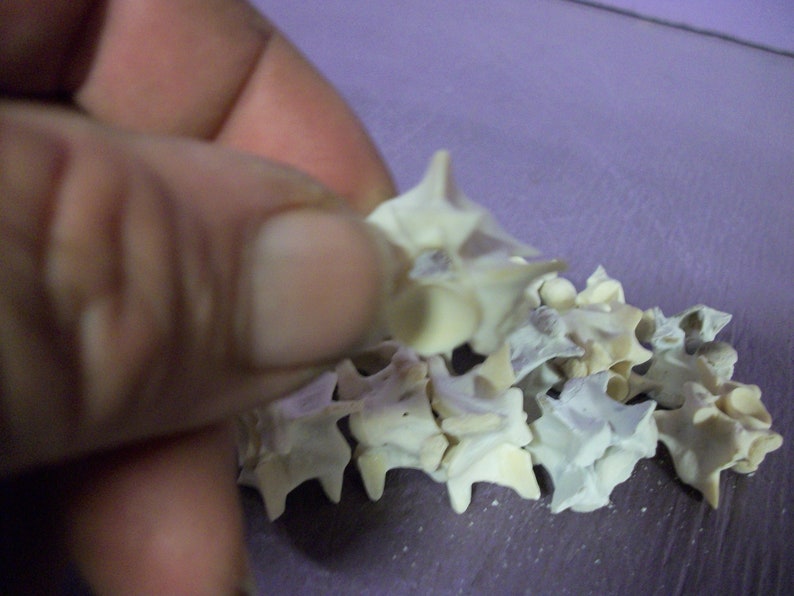 10 Extra Large Real Animal Back Bone Python Snake Vertebra Skeleton ...