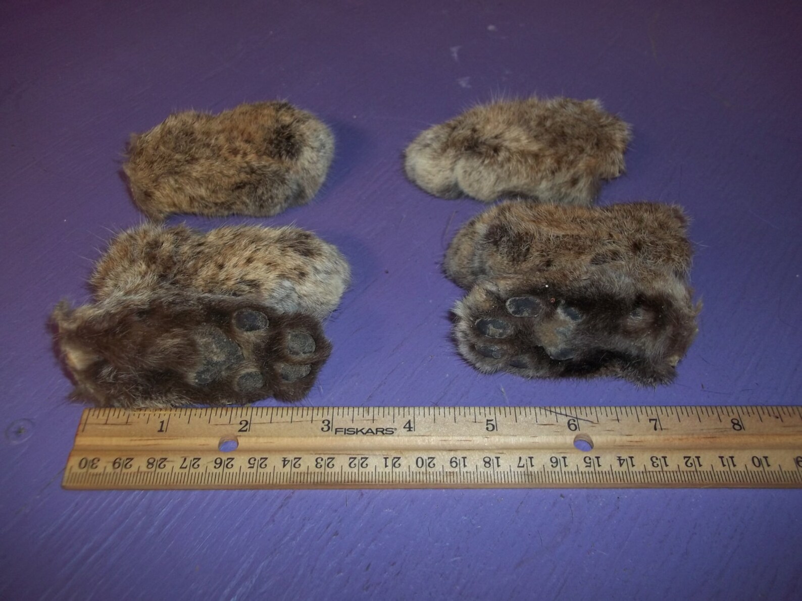 2 Bobcat Feet Real Animal Bone Taxidermy Weird Craft Parts Claws Paws ...