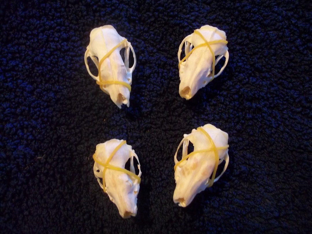 Real Animal Bone African Hedgehog Skull Head Bone Taxidermy Art Craft ...