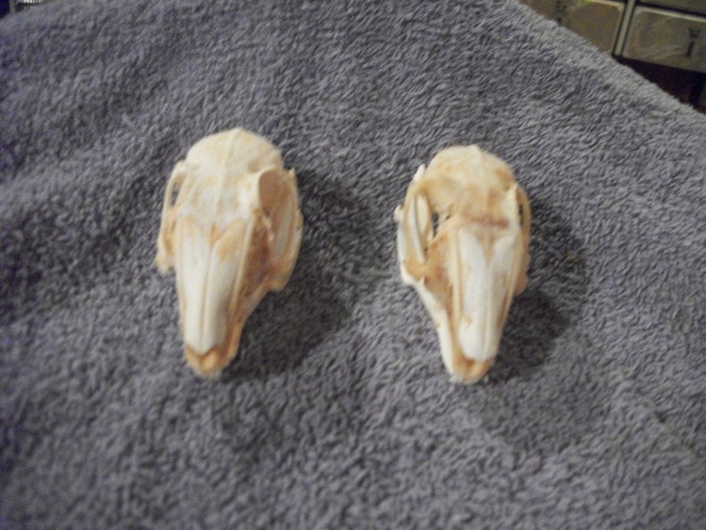 1 Cottontail Rabbit Skull Real Animal Bone Skeleton Part Teeth | Etsy