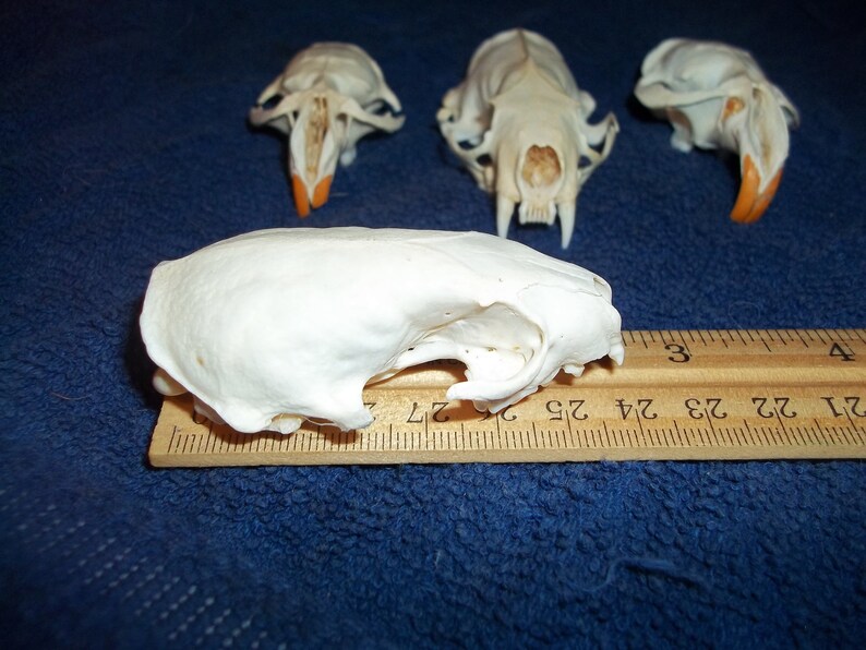 4 Real Animal Bone Taxidermy Mink Muskrat Skull Head Skeleton - Etsy