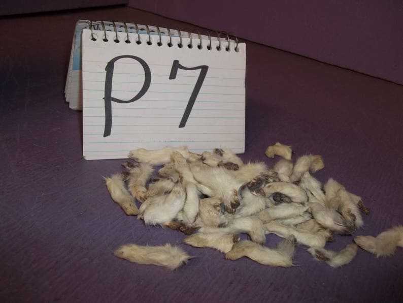 4 White Ermine Weasel Feet Real Animal Bone Taxidermy Weird Craft Parts ...