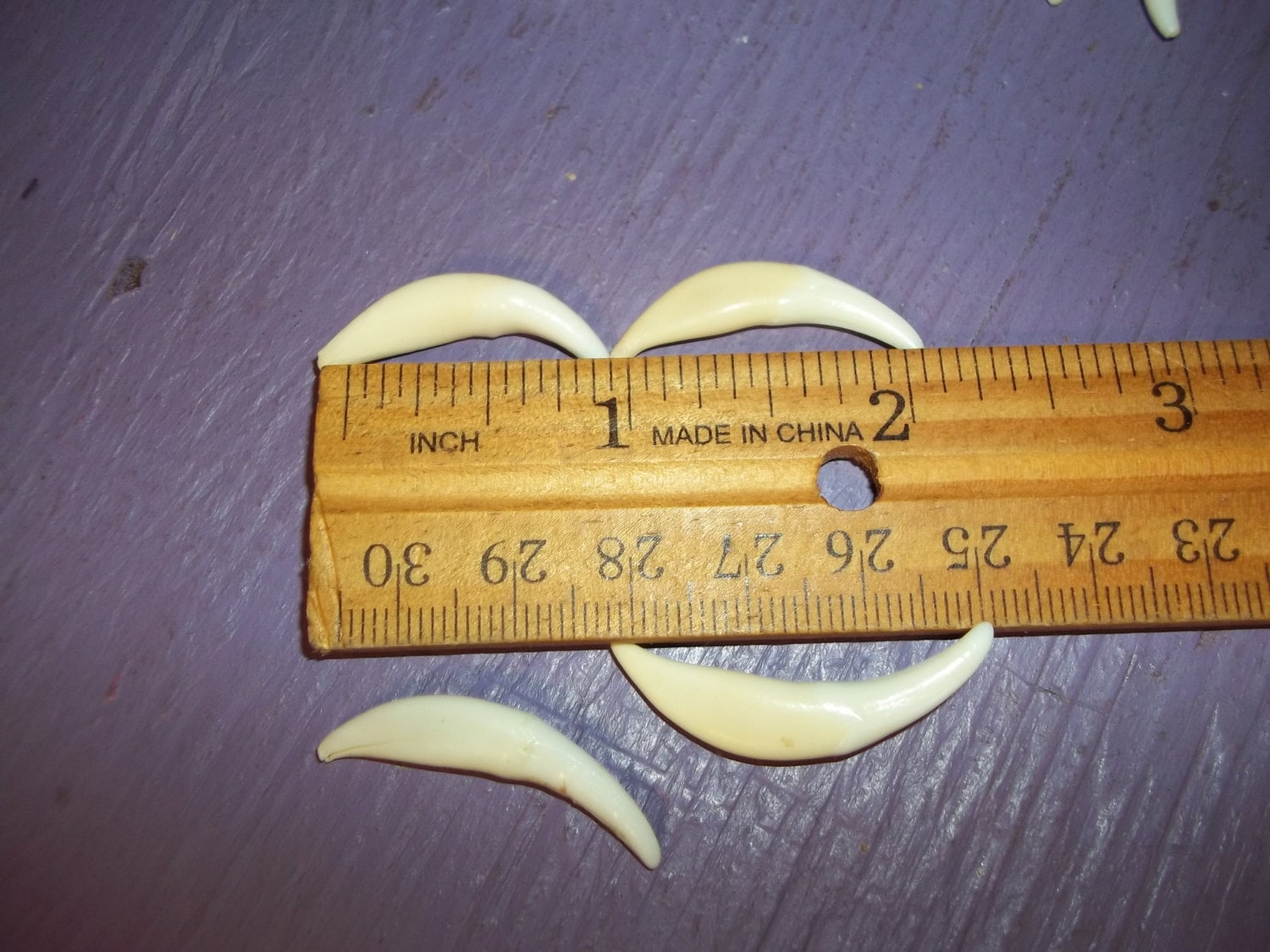 10 real animal bone fox fang teeth taxidermy skull head | Etsy