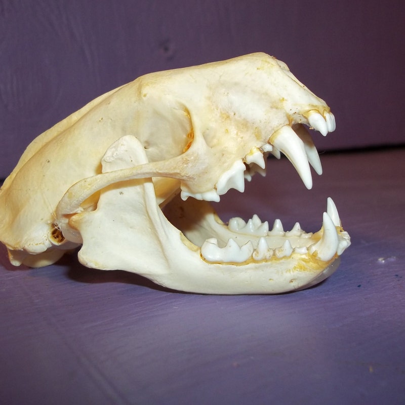 Skunk Skull - Etsy