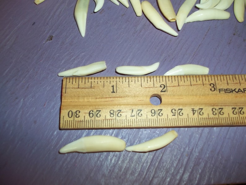 20 real animal bone raccoon fang teeth taxidermy skull head | Etsy