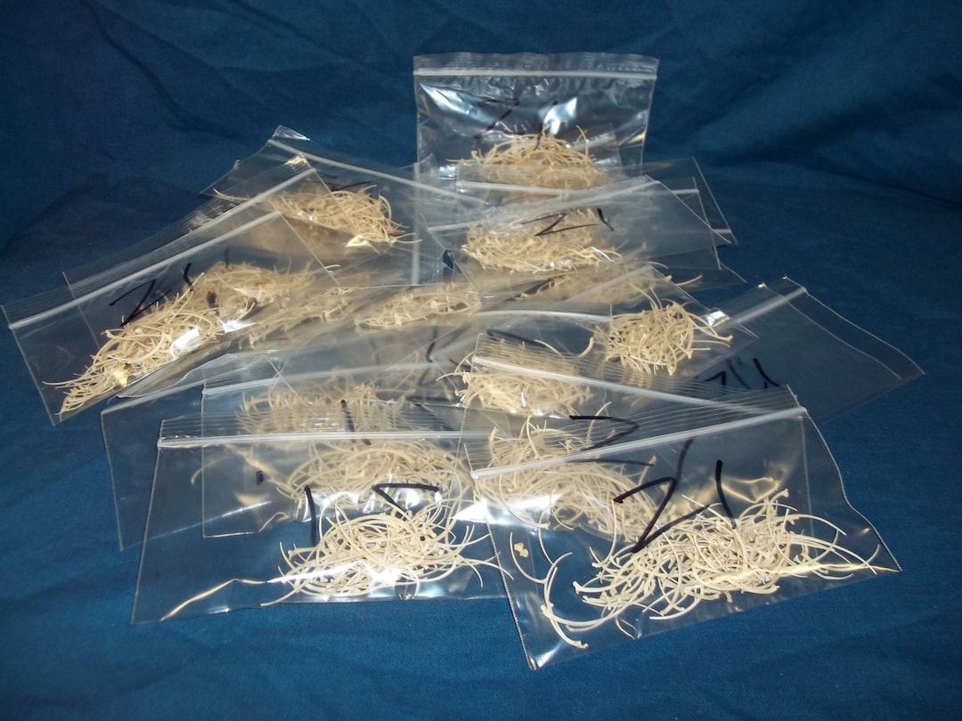 1 Bag Real Animal Bone Rattle Snake Ribs Western Diamond Back Taxidermy ...