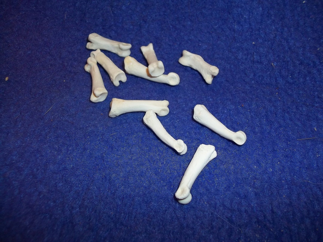 10 Real Animal Bone Bobcat Toe Knuckle Foot Bones Parts - Etsy