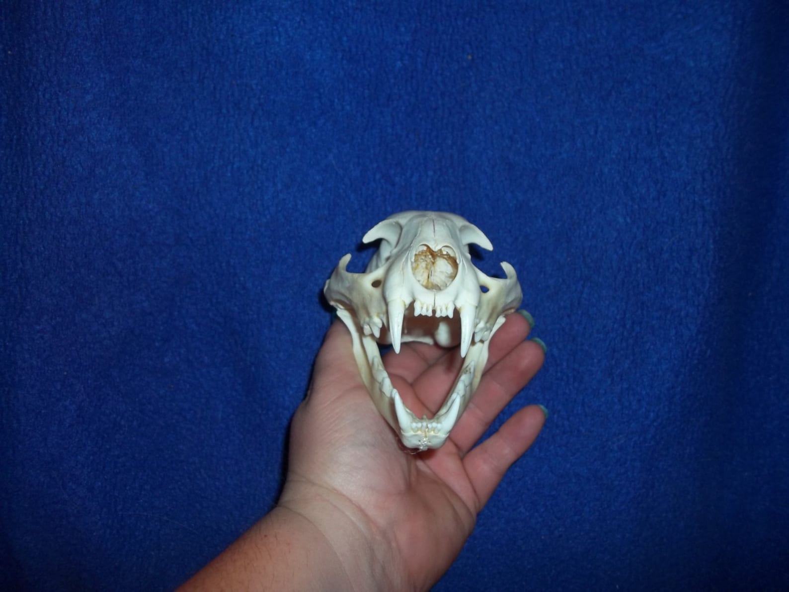 1 Real Animal Bone Bobcat Skull Parts Teeth Craft Good - Etsy