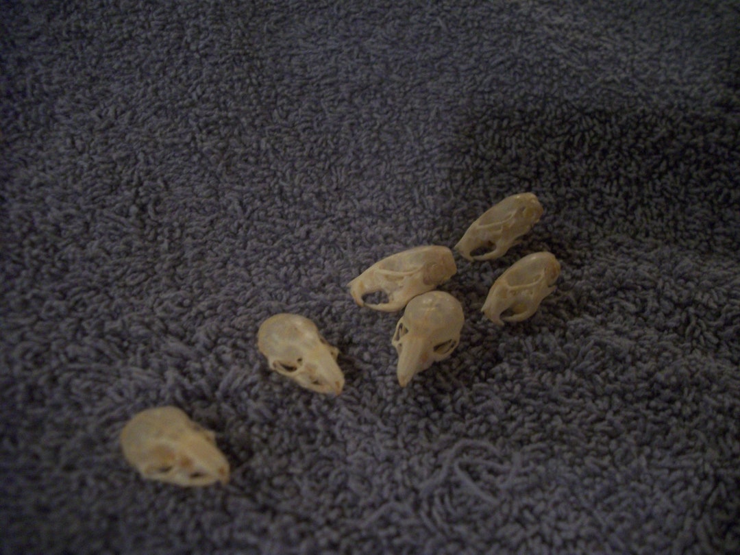 1 Real Animal Bone Rodent Mouse Skull Head Bone Taxidermy Art Craft ...