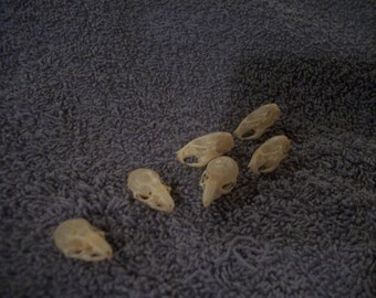 Real Mouse Skull | Etsy