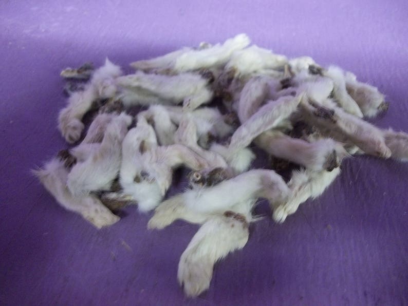 4 White Ermine Weasel Feet Real Animal Bone Taxidermy Weird Craft Parts ...