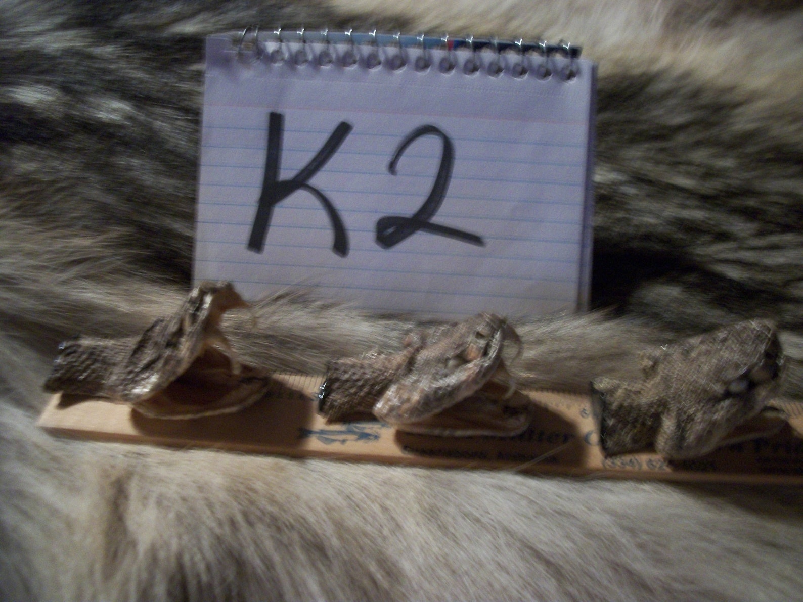 1 Real Animal Taxidermy Stuffed Rattle Snake Head Skull Mount | Etsy