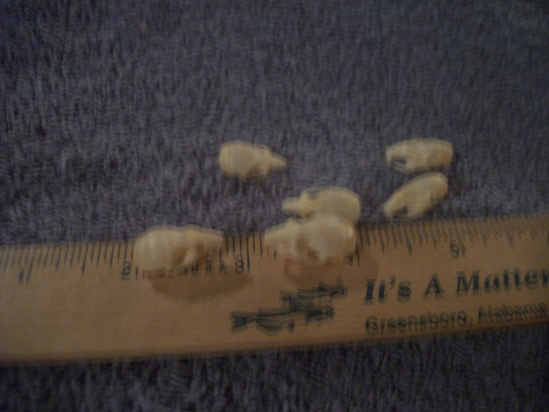 1 Real Animal Bone Rodent Mouse Skull Head Bone Taxidermy Art | Etsy