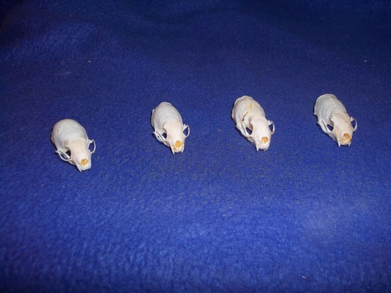 Mustela Erminea Skull