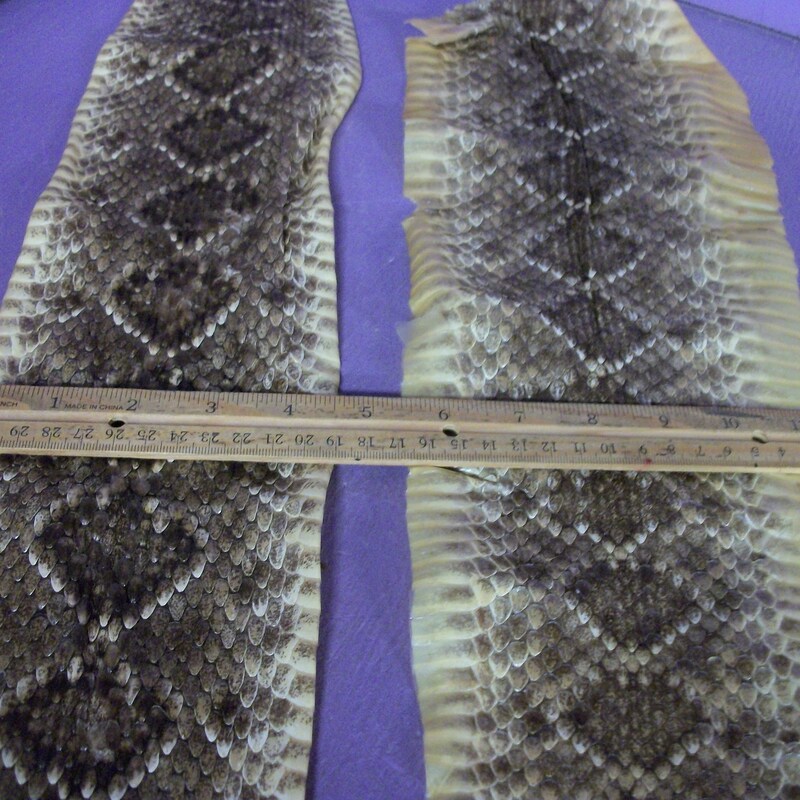 Real Snake Skin - Etsy