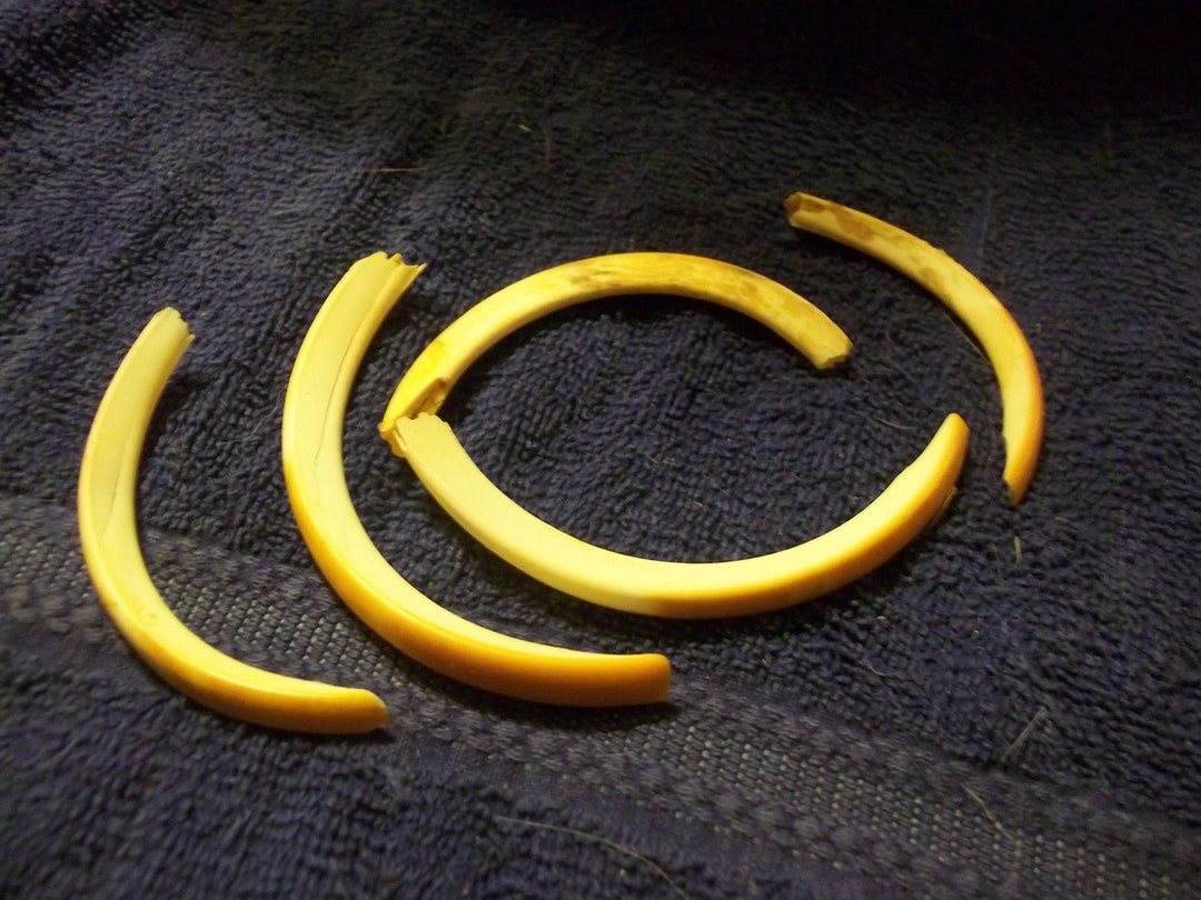 5 Real Animal Bone Beaver Teeth Skull Skeleton Part - Etsy