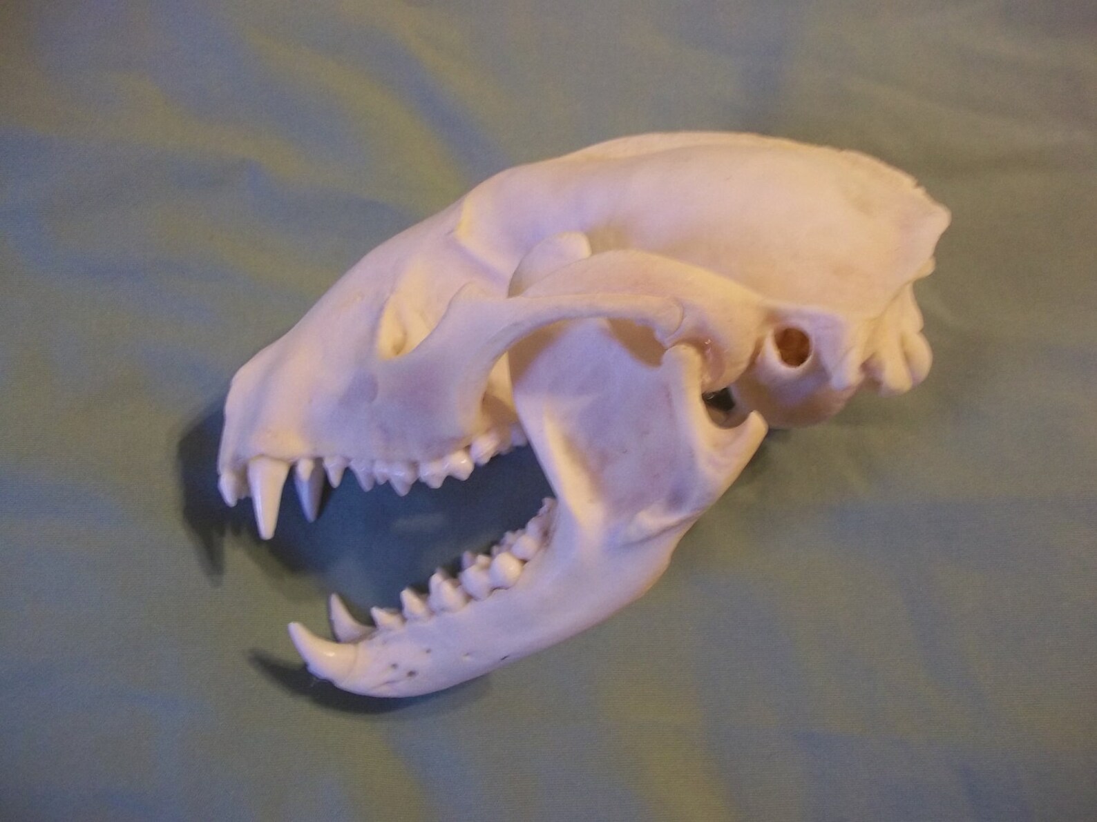 1 Real Animal Bone Raccoon skull head skeleton Part teeth man | Etsy