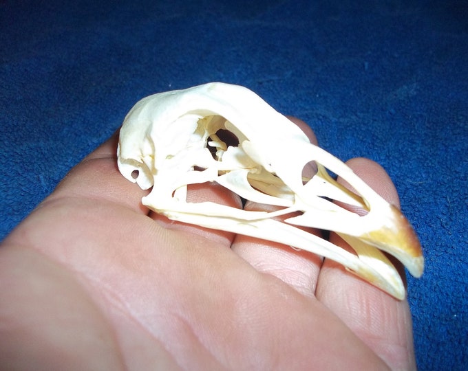 1 Real Animal Bird Bone Chicken Skull Taxidermy Head Weird Part - Etsy