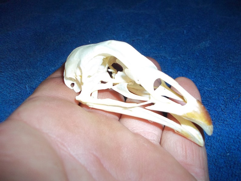 1 Real Animal Bird Bone Chicken Skull Taxidermy Head Weird - Etsy