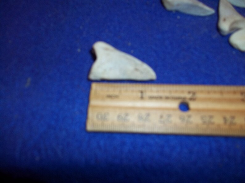 10 Deer Hoof Core Bones Real Animal Skeleton Taxidermy Parts - Etsy