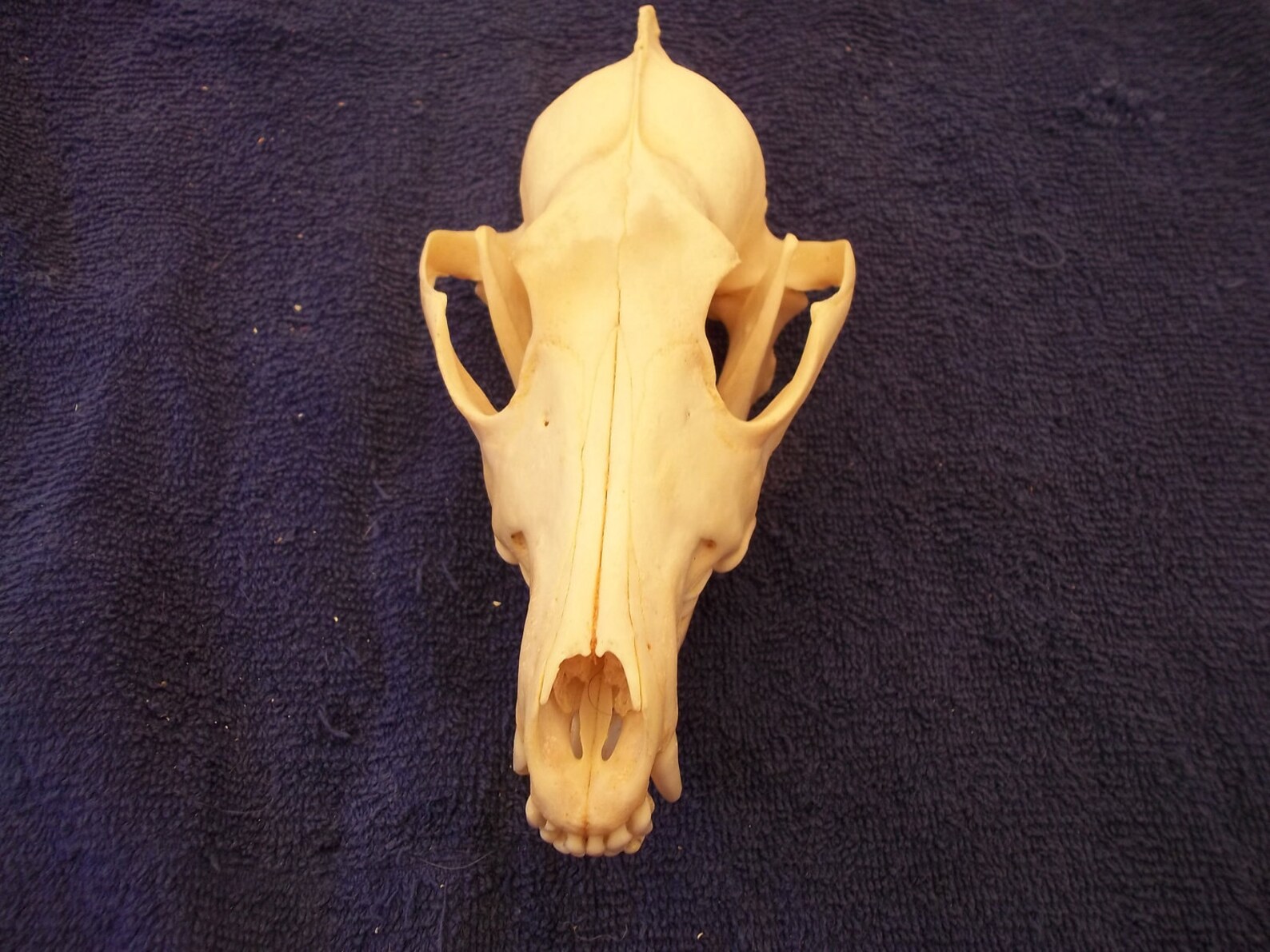 Real Animal Bone Coyote Skull Part Skeleton - Etsy
