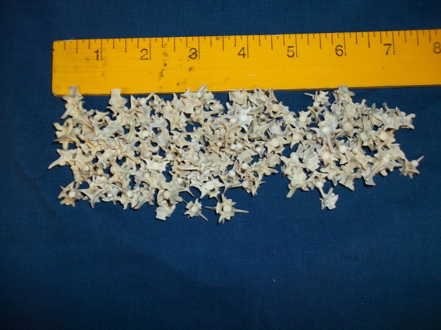 10 Med Real Animal Back Bone Rattle Snake Vertebra Skeleton | Etsy