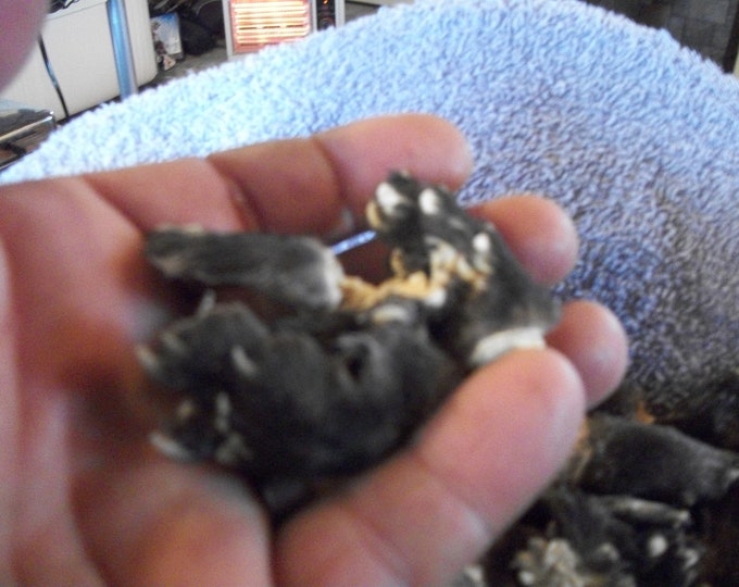 10 Black Mink Feet Real Animal Bone Taxidermy Weird Craft Parts Claws ...