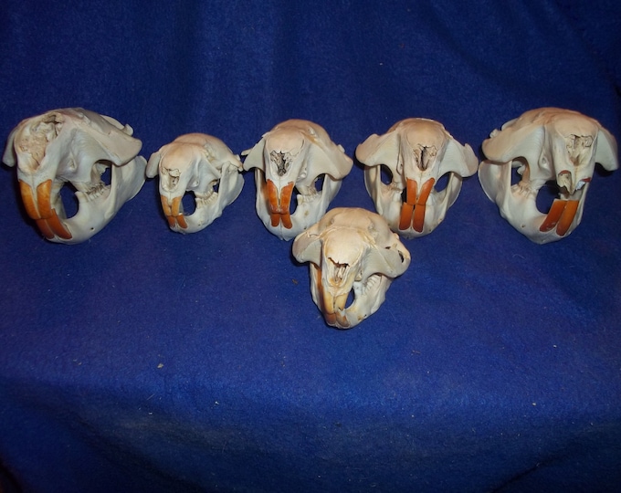 1 Beaver Skull Real Animal Bone Skeleton Taxidermy Parts - Etsy